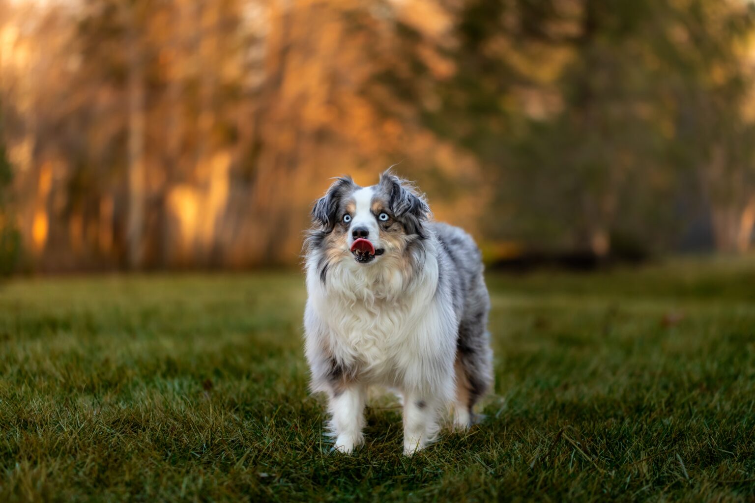 Le mini Aussie, le berger australien miniature - wildaussiedream.be